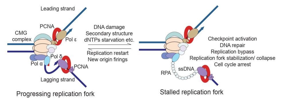 Research | Laboratory of DNA Replication & Genome Maintenance