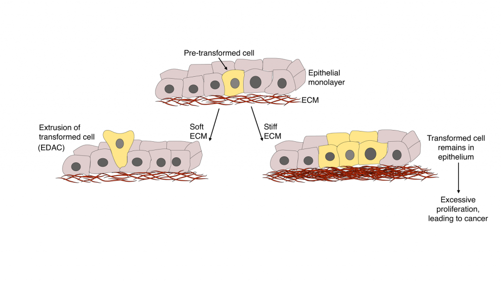 Investigating epithelial defence against cancer (EDAC)
