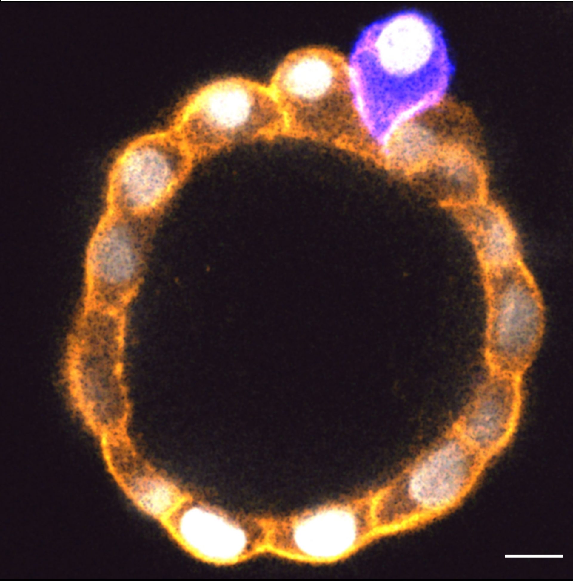 Science through visuals
